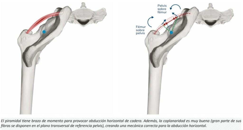 Como as musculaturas são trabalhadas na Abdutora Sentado?