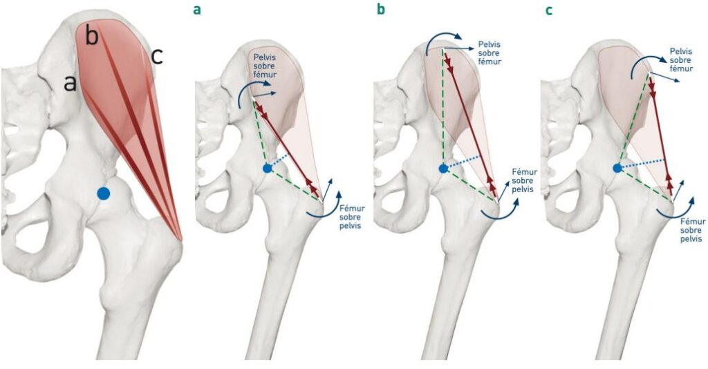 Como as musculaturas são trabalhadas na Abdutora Sentado?